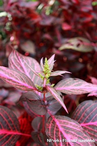 NParks | Iresine diffusa f herbstii