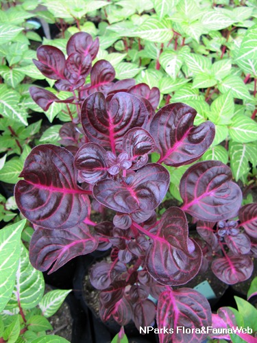 NParks | Iresine diffusa f herbstii