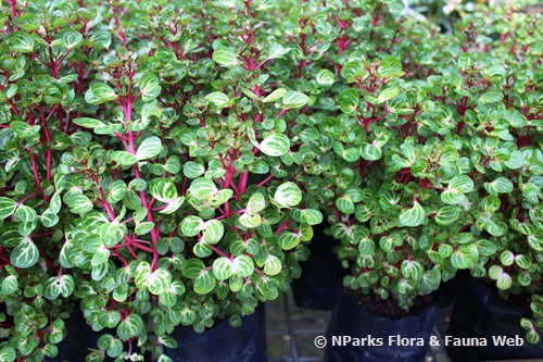 NParks | Iresine diffusa f herbstii'Aureo-reticulata'