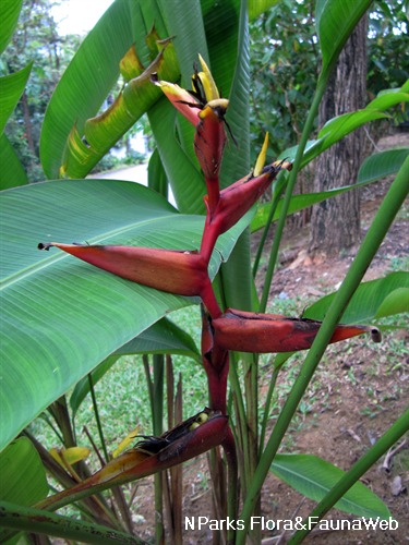 NParks | Heliconia bihai × marginata'Rauliniana'