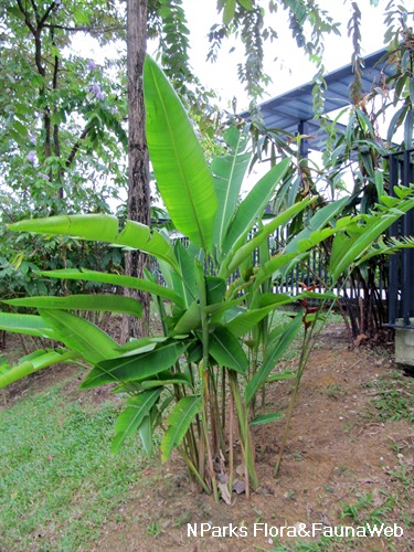 NParks | Heliconia spathocircinata