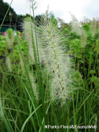 NParks | Cenchrus purpurascens 'Purple Lea'
