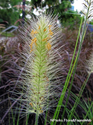 NParks | Cenchrus purpurascens 'Purple Lea'