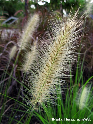 NParks | Cenchrus purpurascens 'Purple Lea'