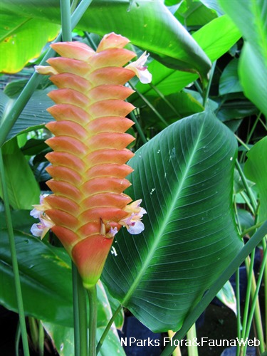 NParks | Calathea crotalifera 'Red'