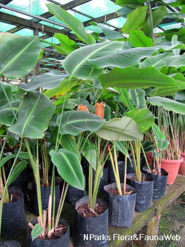 NParks | Calathea crotalifera 'Red'