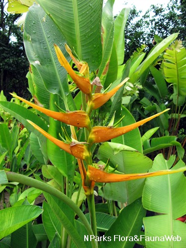 NParks | Heliconia latispatha 'Orange Gyro'