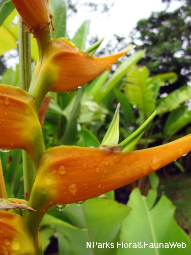 NParks | Heliconia latispatha 'Orange Gyro'
