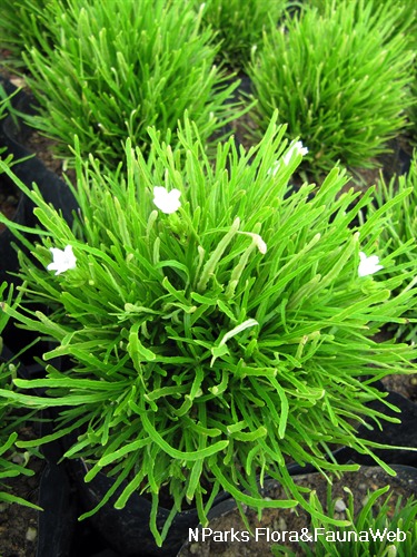 NParks | Hemigraphis (dwarf)