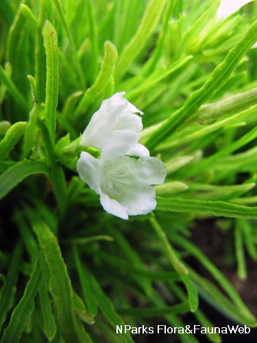 NParks | Hemigraphis (dwarf)