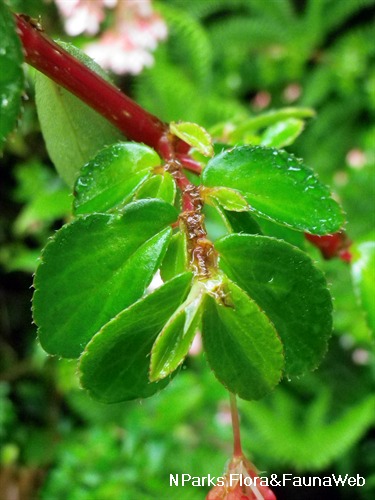 NParks | Begonia fuchsioides
