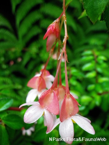 NParks | Begonia fuchsioides