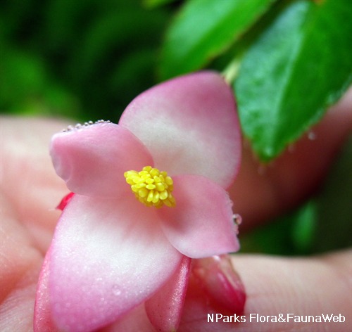 NParks | Begonia fuchsioides