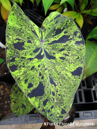 NParks | Colocasia esculenta 'Mojito'