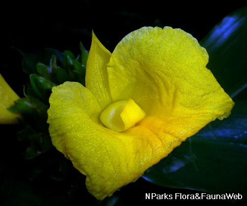 NParks | Costus lucanusianus (Yellow flowers)