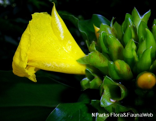 NParks | Costus lucanusianus (Yellow flowers)
