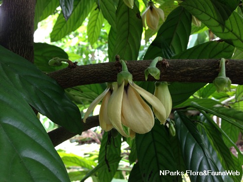 NParks | Huberantha rumphii