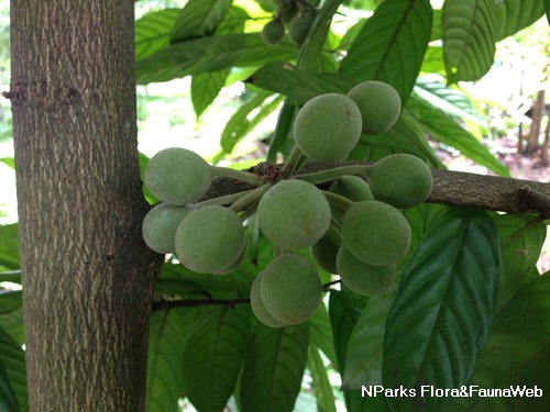 NParks | Huberantha rumphii