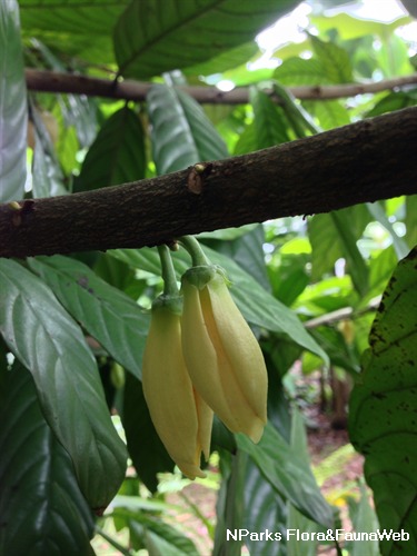NParks | Huberantha rumphii