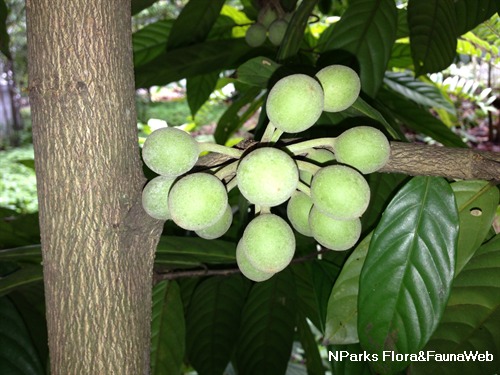 NParks | Huberantha rumphii