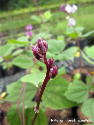 NParks | Lablab purpureus