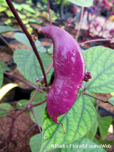 NParks | Lablab purpureus 'Alba'