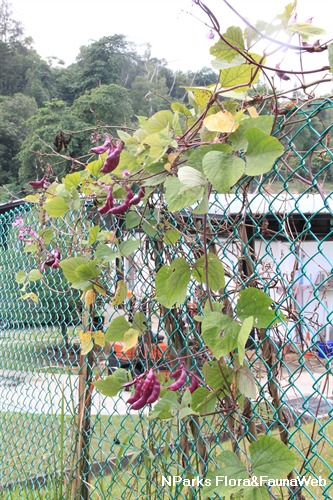 NParks | Lablab purpureus