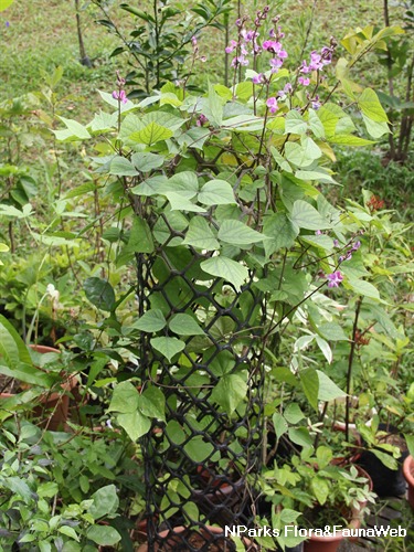 NParks | Lablab purpureus