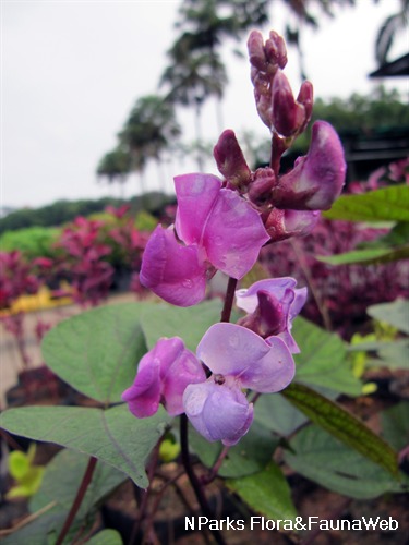 NParks | Lablab purpureus