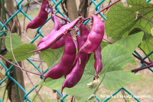 NParks | Lablab purpureus