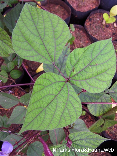 NParks | Lablab purpureus