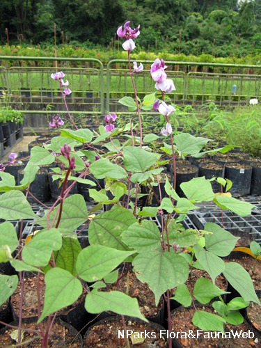NParks | Lablab purpureus