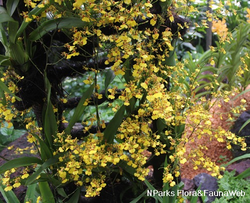 NParks | Oncidesa Goldiana'Golden Shower'