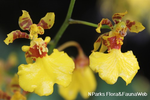 NParks | Oncidesa Goldiana'Golden Shower'
