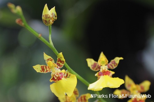 NParks | Oncidesa Goldiana'Golden Shower'