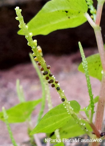 NParks | Peperomia pellucida