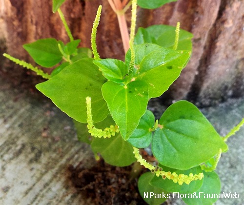 NParks | Peperomia pellucida