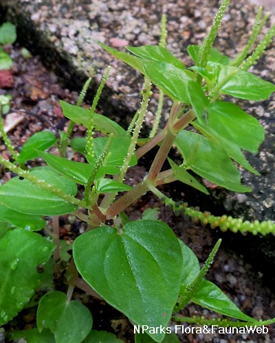 NParks | Peperomia pellucida