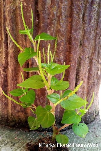 NParks | Peperomia pellucida