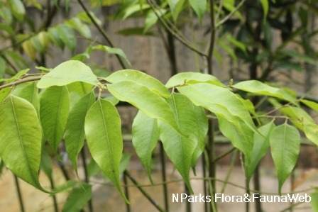 NParks | Hopea ferruginea