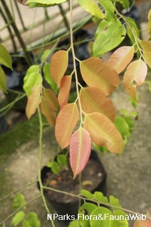 NParks | Hopea ferruginea
