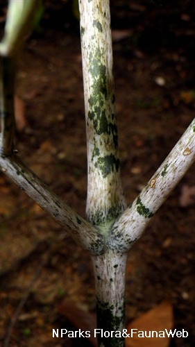 NParks | Gonatopus boivinii