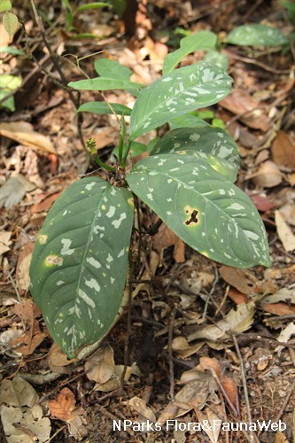 NParks | Dillenia suffruticosa