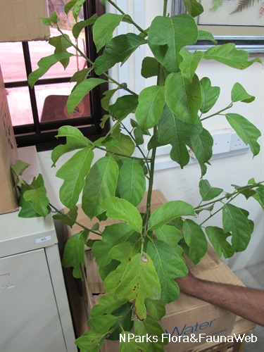 NParks | Artocarpus glaucus