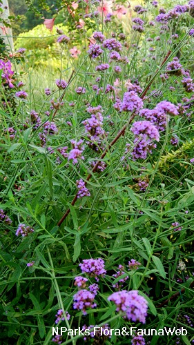 NParks | Verbena bonariensis