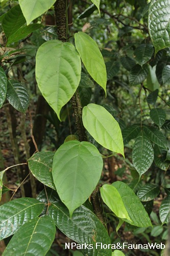 NParks | Pterisanthes polita