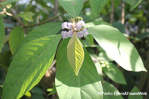 NParks | Callicarpa longifolia