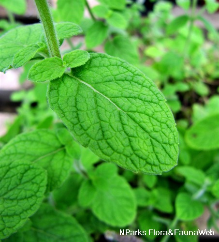 NParks | Mentha suaveolens subsp timija
