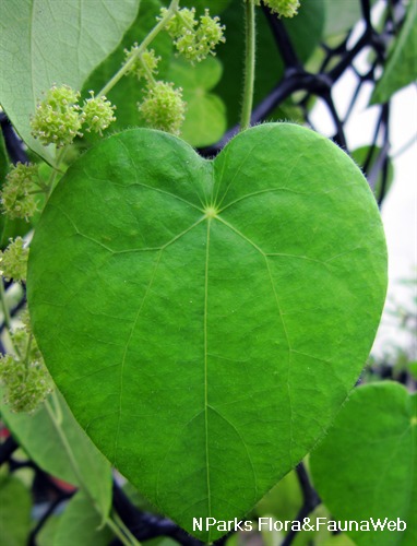 NParks | Cyclea barbata