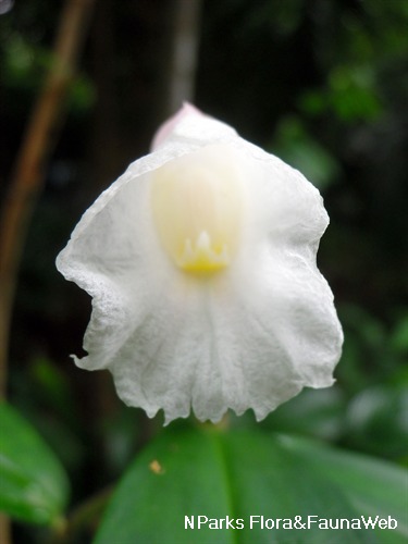 NParks | Cheilocostus globosus